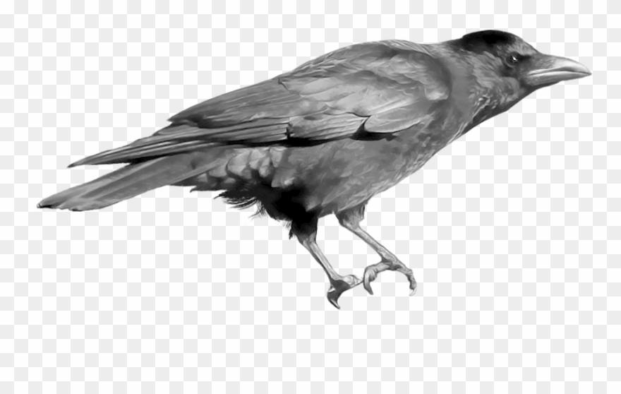 Head Clipart Raven - Crow Png Transparent Png (#779460) - PinClipart