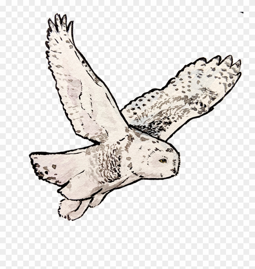 Snowy Owl Clip Art - Png Download (#817450) - PinClipart