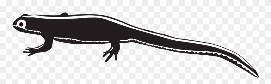 Open - Vector Newt Clipart (#853986) - PinClipart