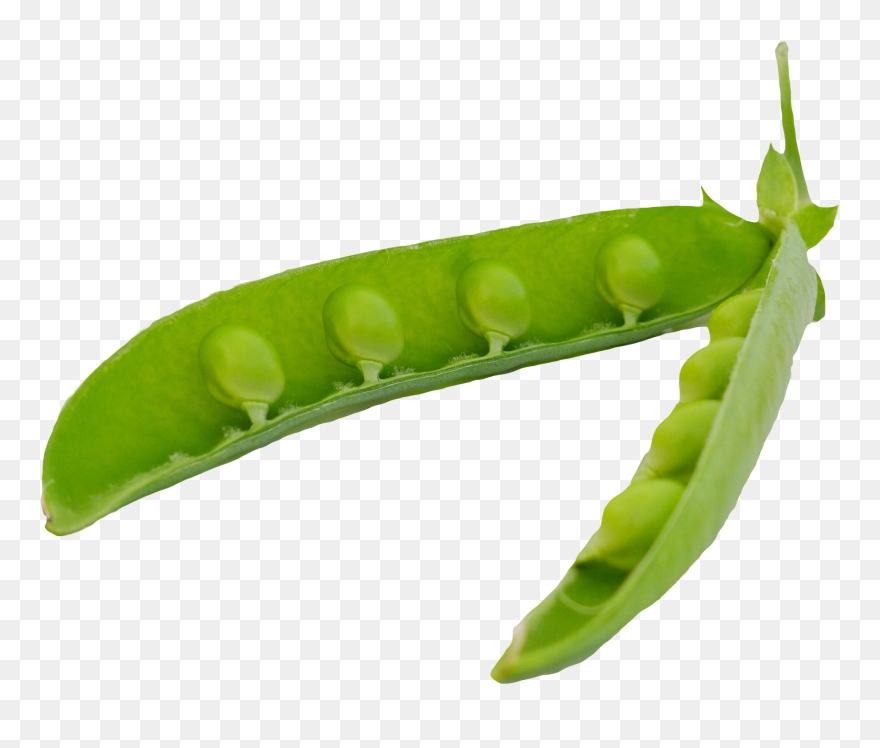 Peas Clipart Green Object - Pea Pod Png Transparent Png (#858580 ...