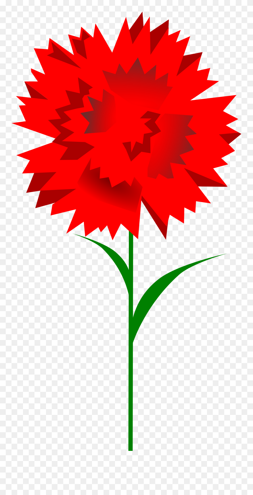 Free Carnation - Cravo Clipart - Png Download (#981969) - PinClipart