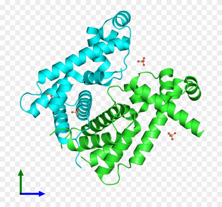 Download Pdb 2wgb Coloured By Chain And Viewed From The Front Clipart ...