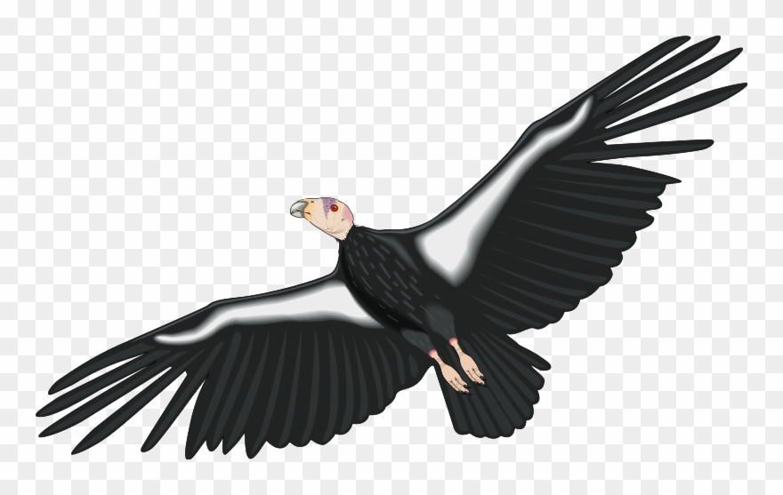Free Vector Bird - Condor Clip Art - Png Download (#995726) - PinClipart