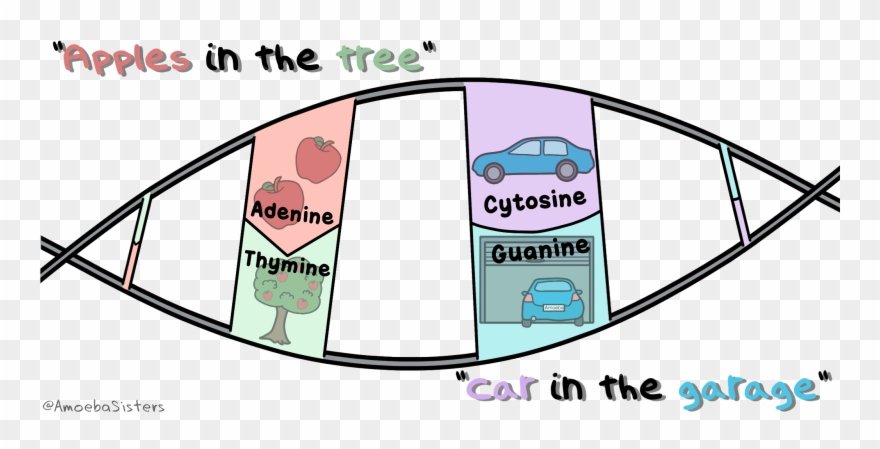 A Mnemonic Device To Remember The Dna Bases A Goes - Apples In The Tree ...